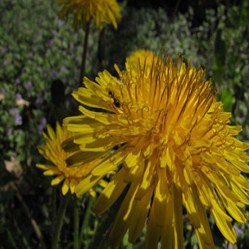 Dandelion (Yellow) Object Detection Dataset by PlantsTesting