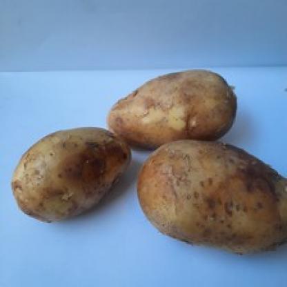 pode Object Detection Dataset and Pre-Trained Model by rpyworkspace