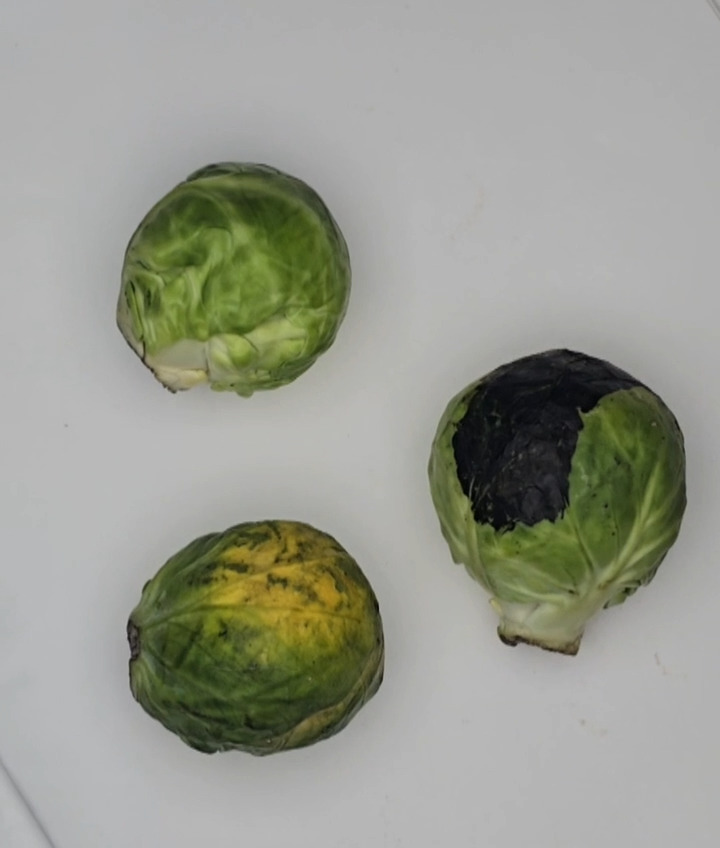 Brussel sprout's disease Object Detection Dataset by Brussel sprouts ...