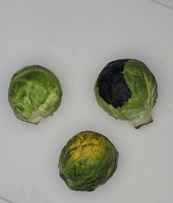 cabbage disease Object Detection Model by Brussel sprouts disease