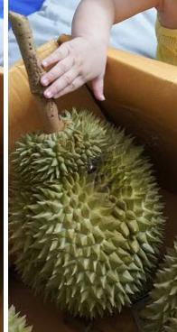 Quality of Mon Thong Durian Object Detection Model by Princess Chulabhorn Science High School ...