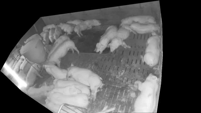pig detect Object Detection Dataset by pig detect