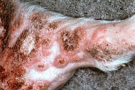 Pig Skin Disease Classification Dataset by pigai
