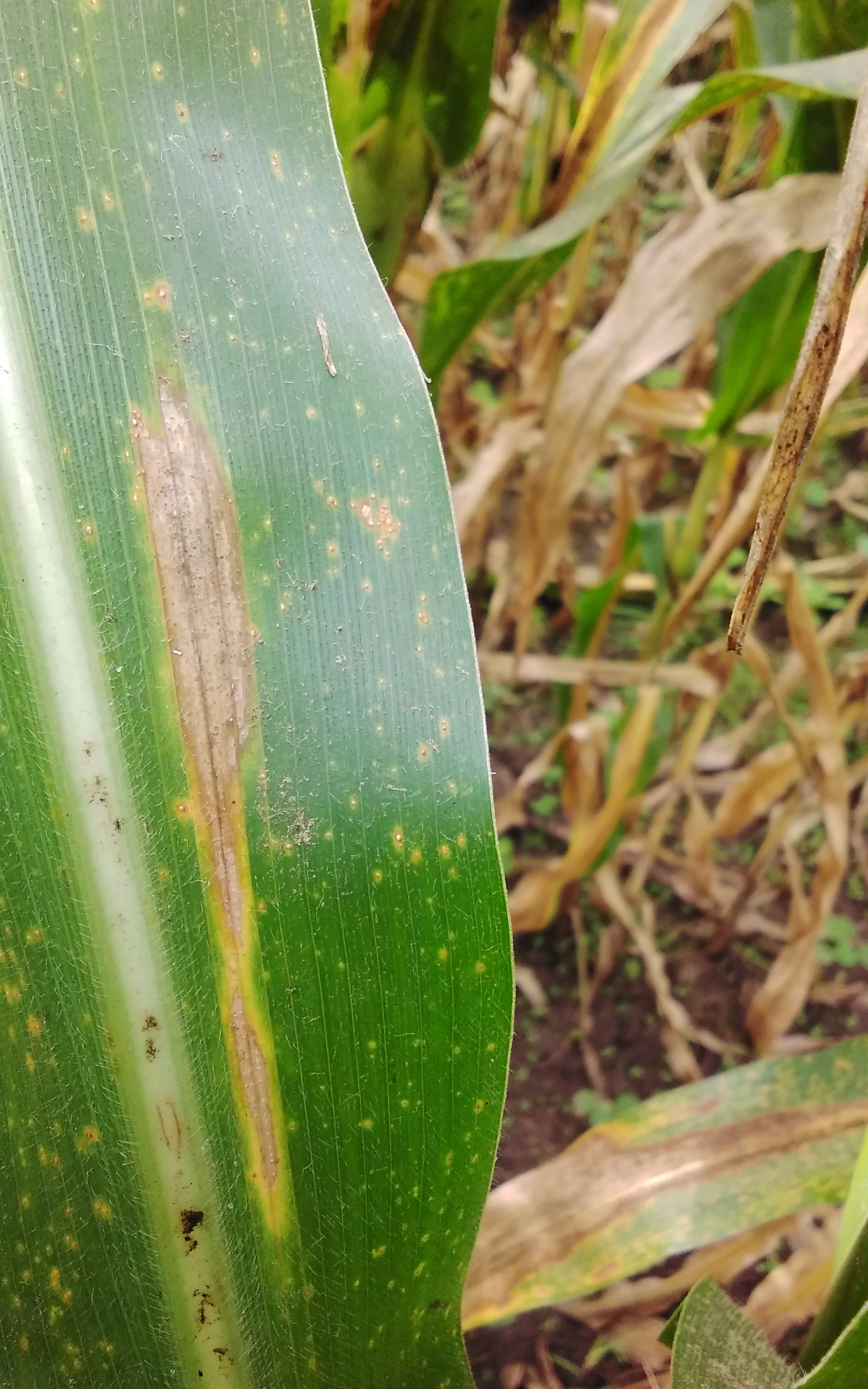 maize leaf diseases Object Detection Model by maize specific