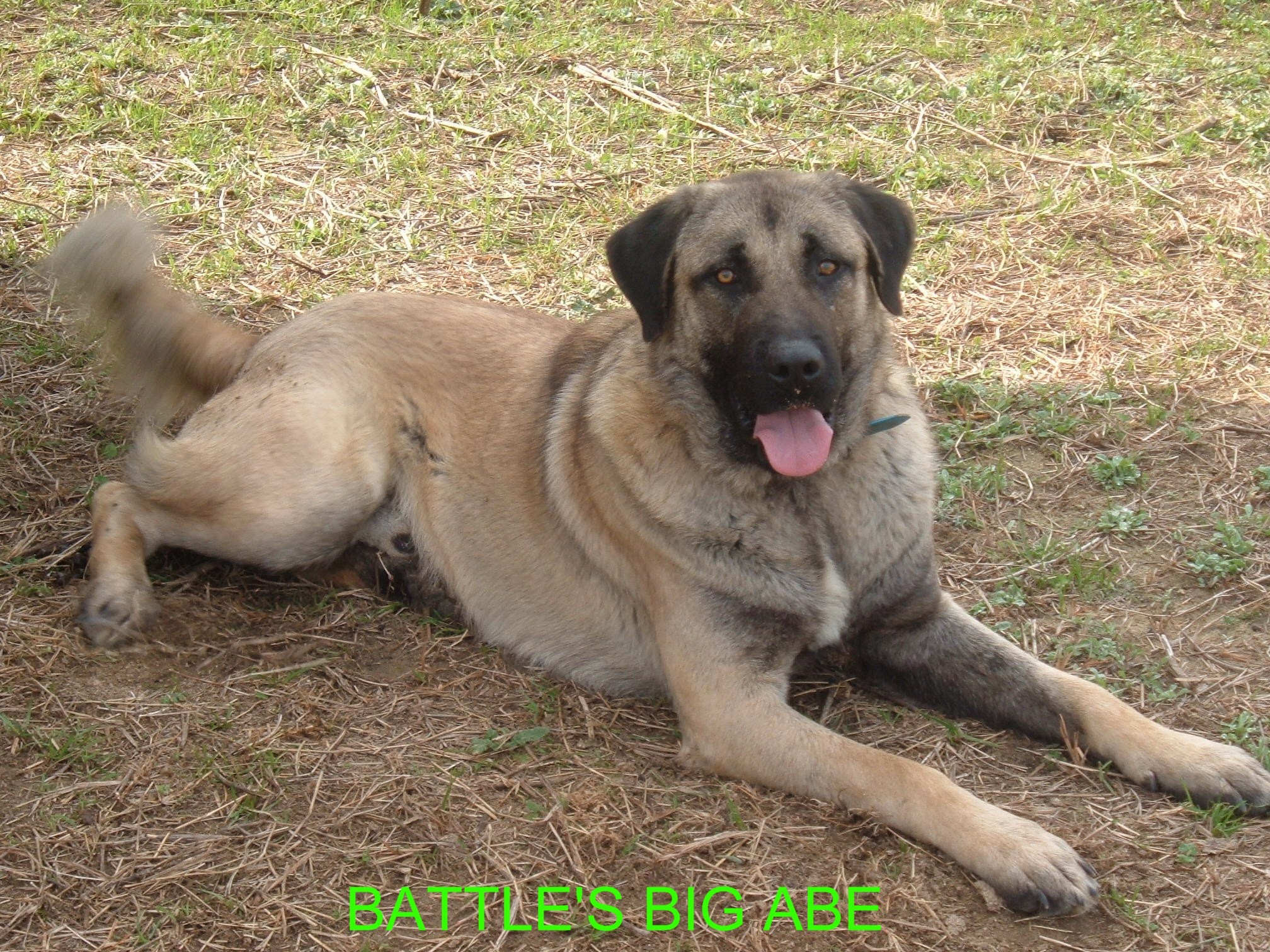 Segmnet Instance Segmentation Dataset and Pre-Trained Model by Dog