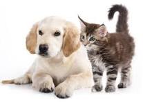 classroom (classroom-nlooi) - Roboflow Universe