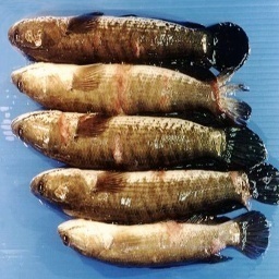 eel-disease-detection Classification Dataset by MacMac