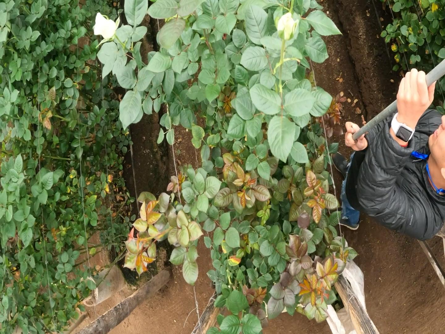 Detector rosas 2024 -V2 Object Detection Dataset by Cristian Espaa